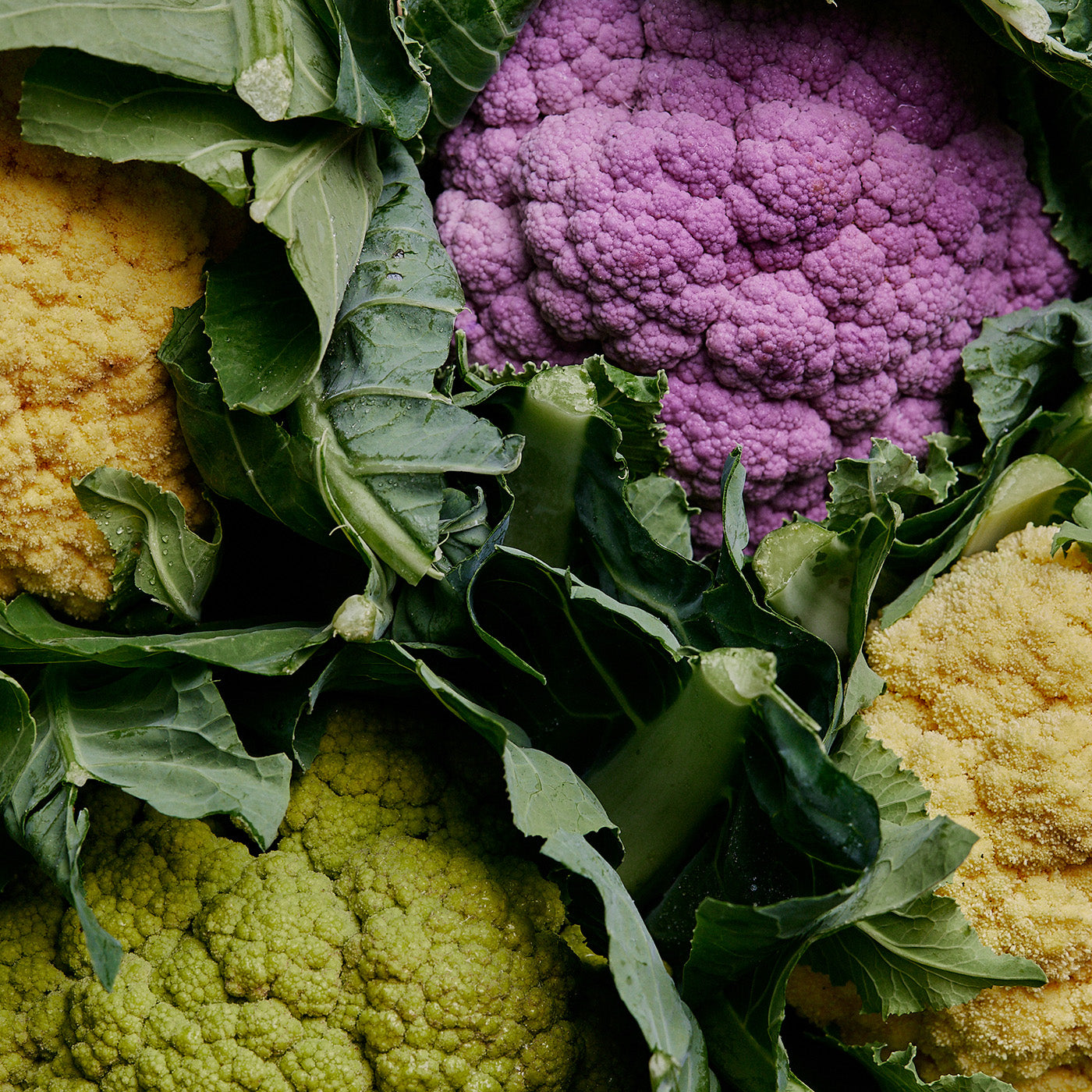 QUEEN'S HARVEST - Specialty Produce – Queen's Harvest