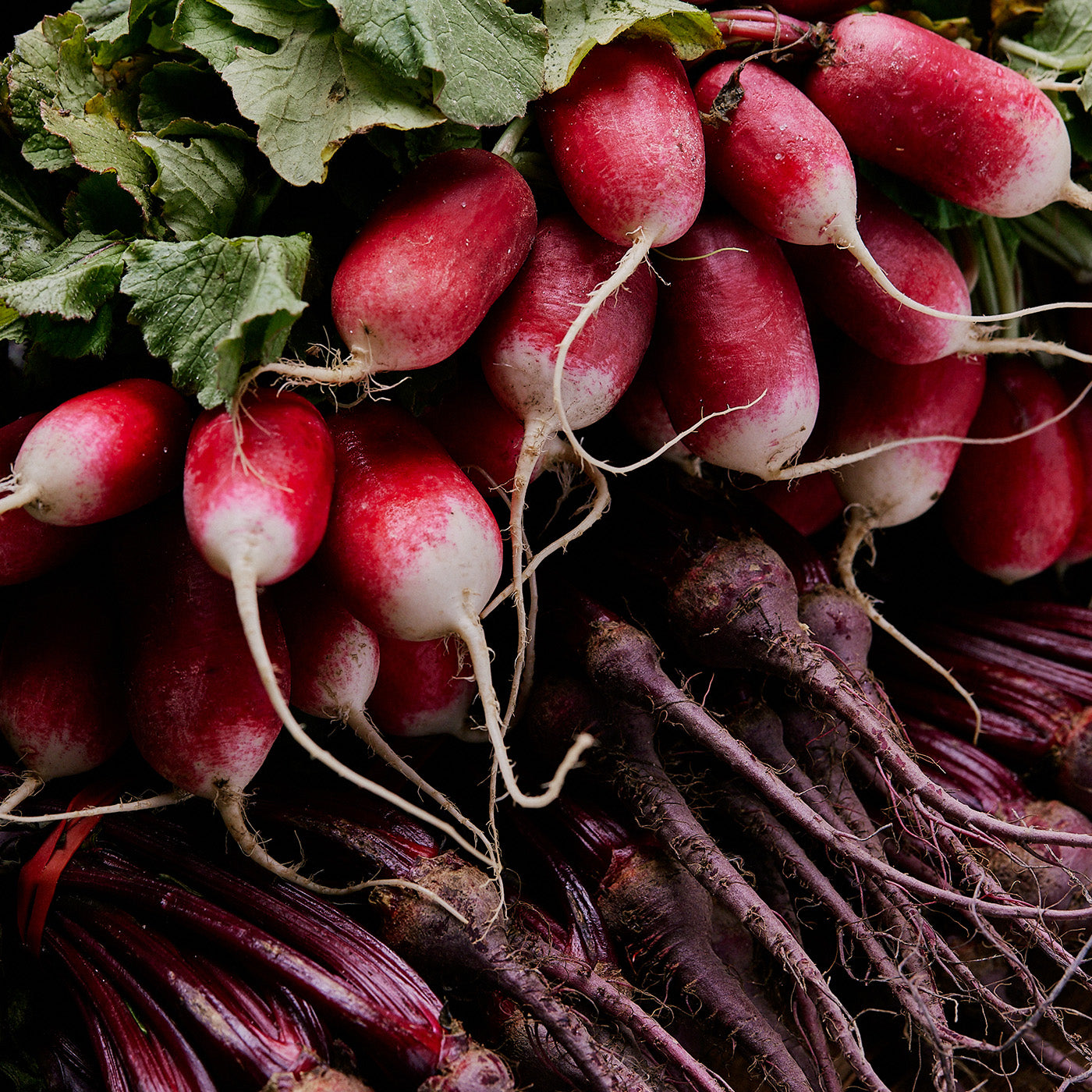 QUEEN'S HARVEST - Specialty Produce – Queen's Harvest